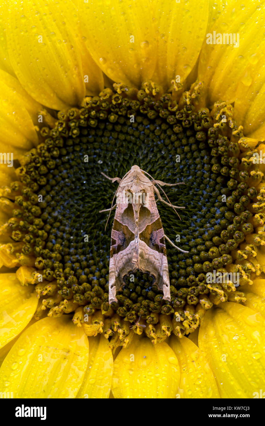 Angle Shades Moth; Phlogophora meticulosa Single on Sunflower Cornwall ...