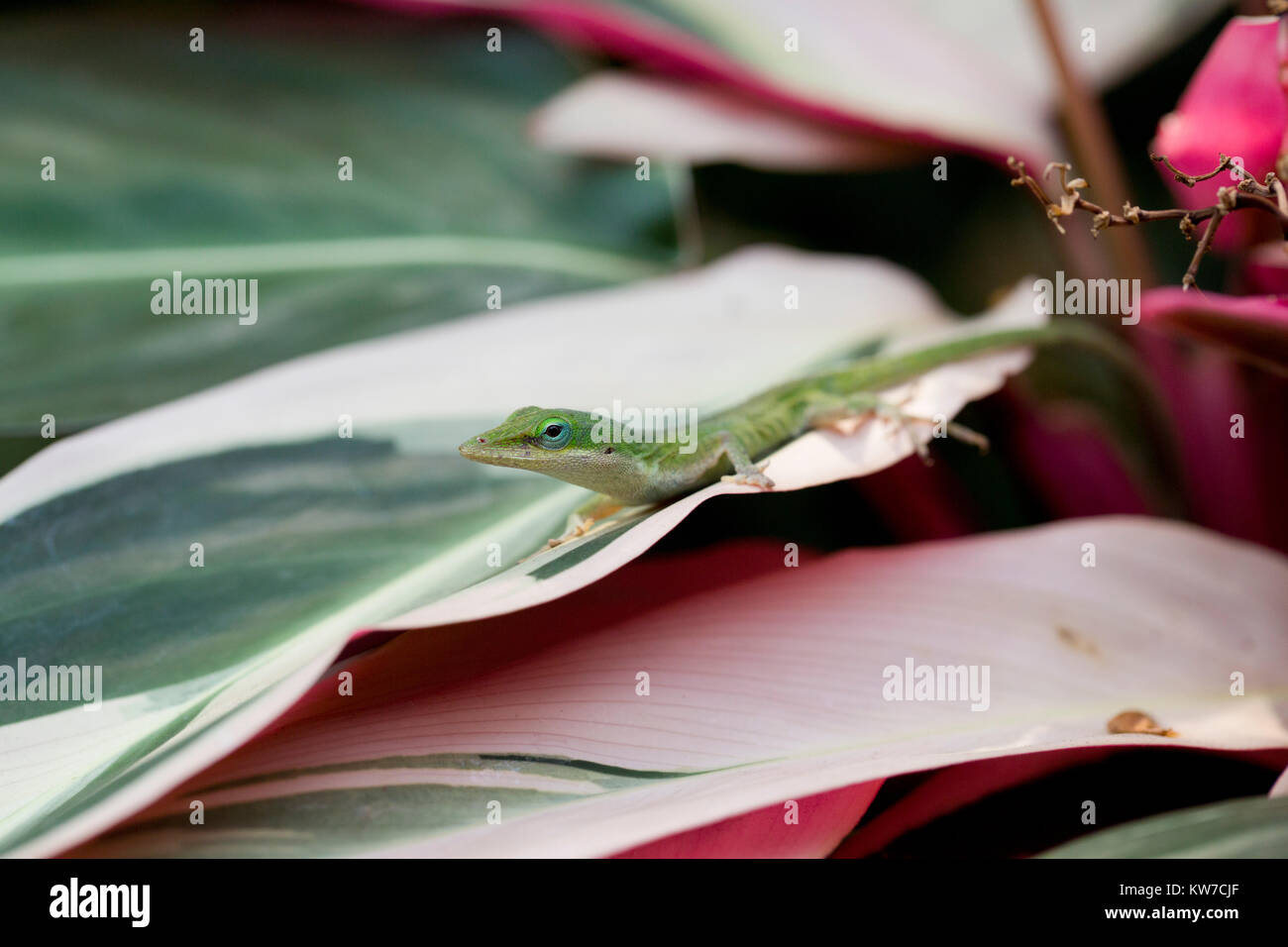 Anola hi-res stock photography and images - Alamy