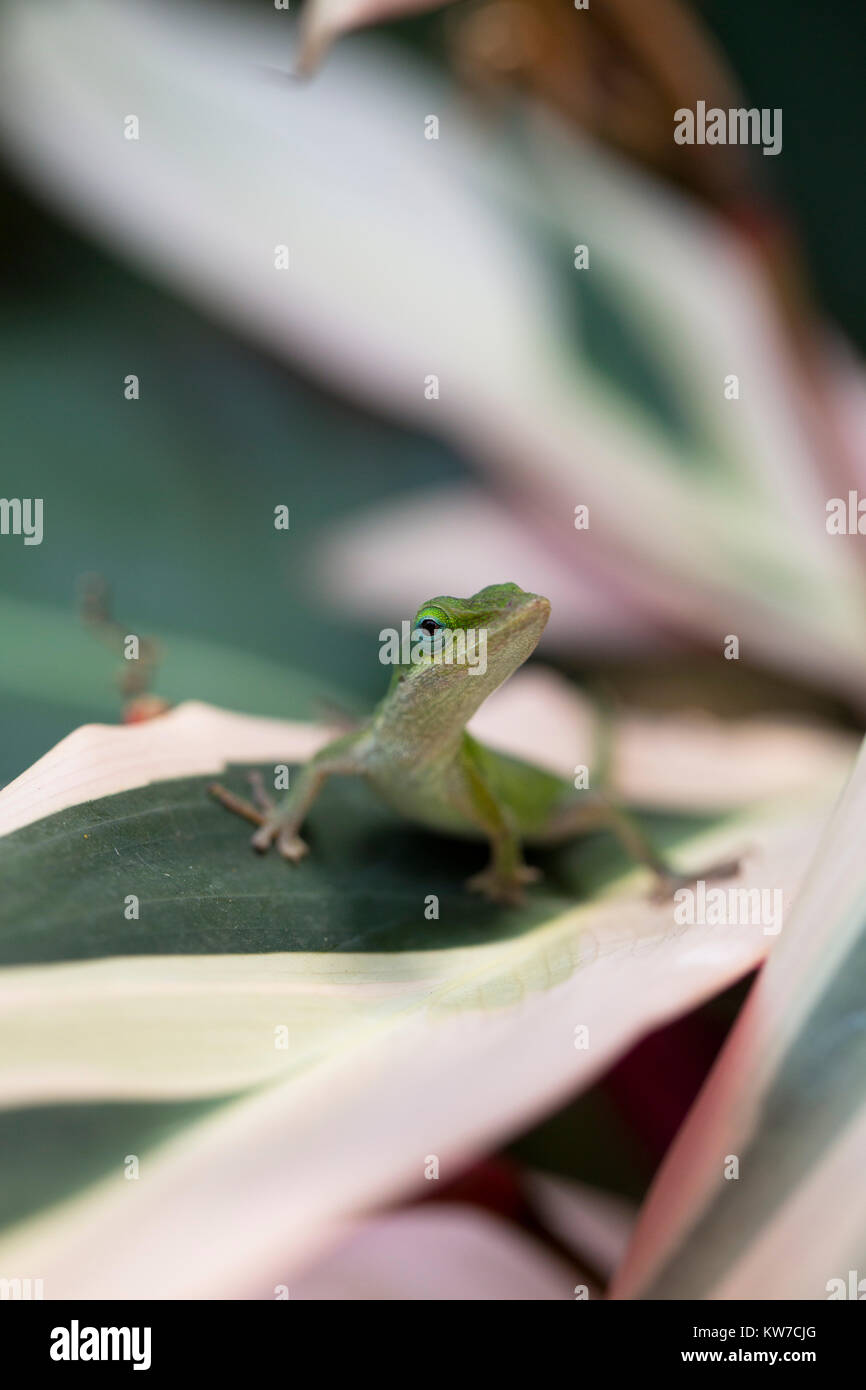 Anola hi-res stock photography and images - Alamy