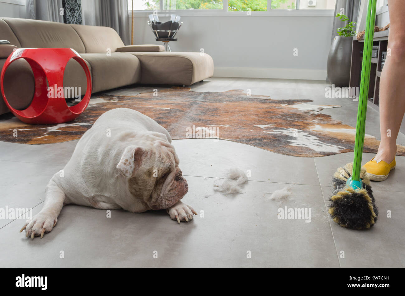 Dog sweeping floor hi-res stock photography and images - Alamy