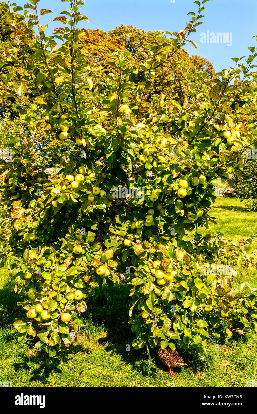Strong autumn sunshine highlights an abundance of ripening apples ...