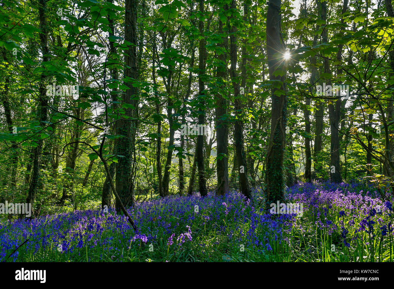 Devon spring flowers hi-res stock photography and images - Alamy