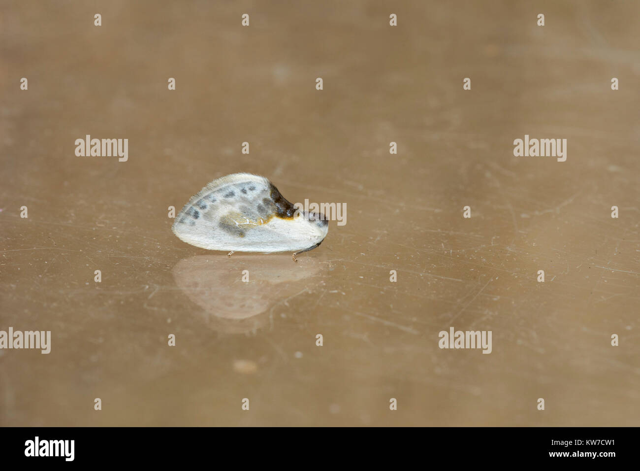 Chinese character moth hi-res stock photography and images - Alamy