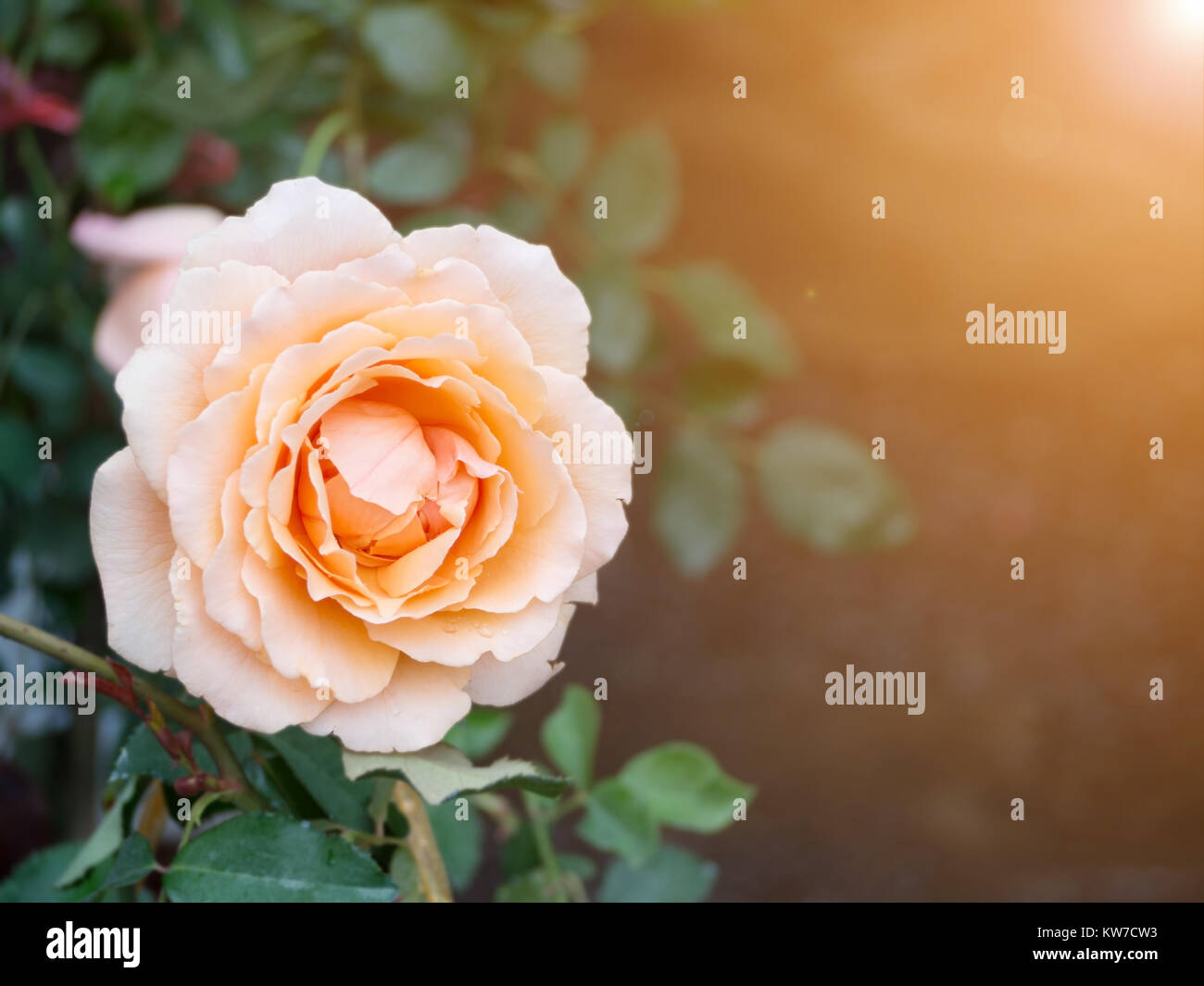 orange rose in garden Stock Photo - Alamy