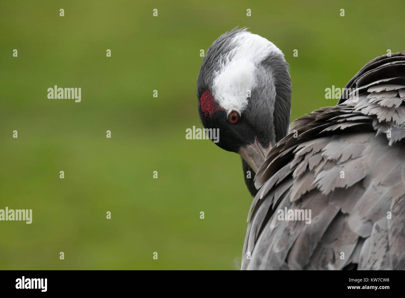 Crane bird uk hi-res stock photography and images - Alamy