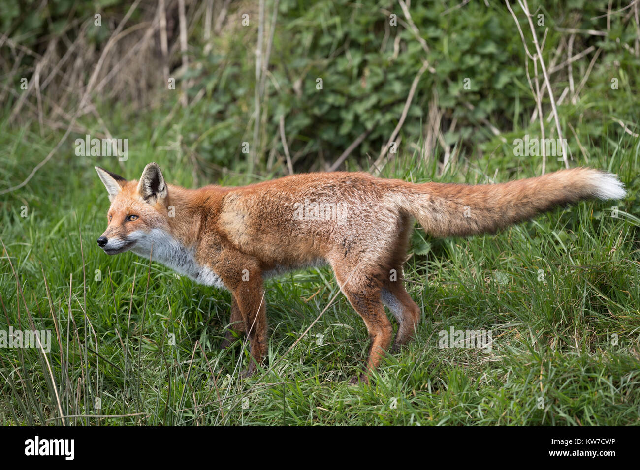 Fox; Vulpes vulpes Cornwall; UK Stock Photo - Alamy