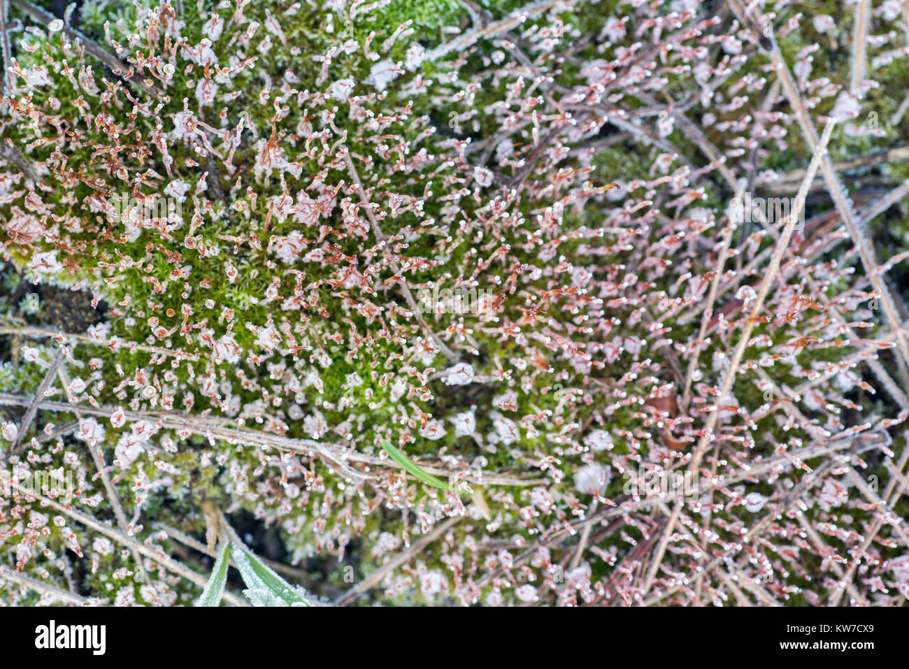 Frost moss grass hi-res stock photography and images - Alamy