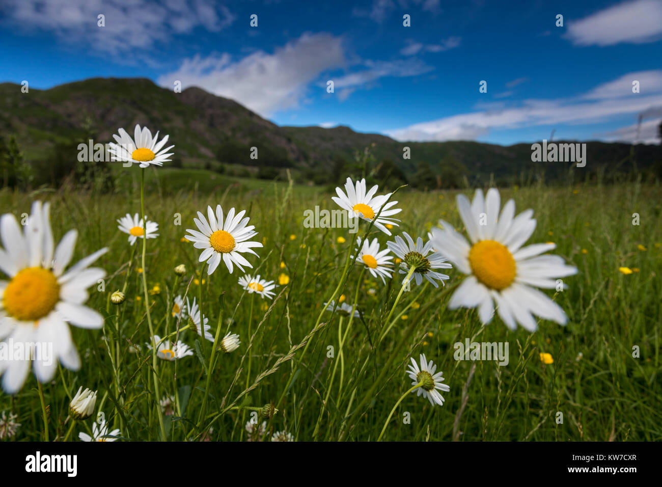 Oxeye Daisies; Leucanthemum vulgare; Great Langdale; Cumbria; UK Stock ...