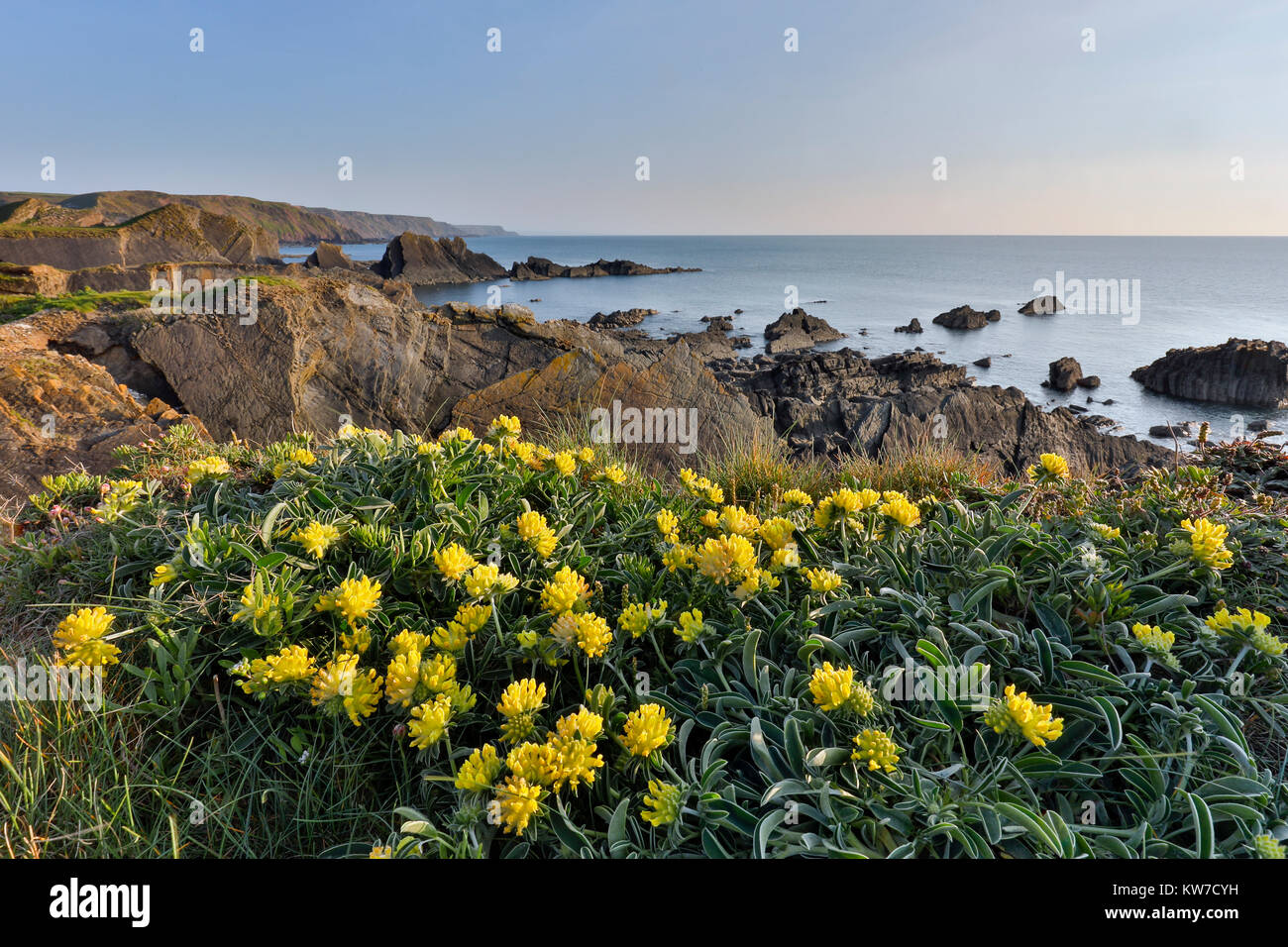 Devon coast flowers hi-res stock photography and images - Alamy