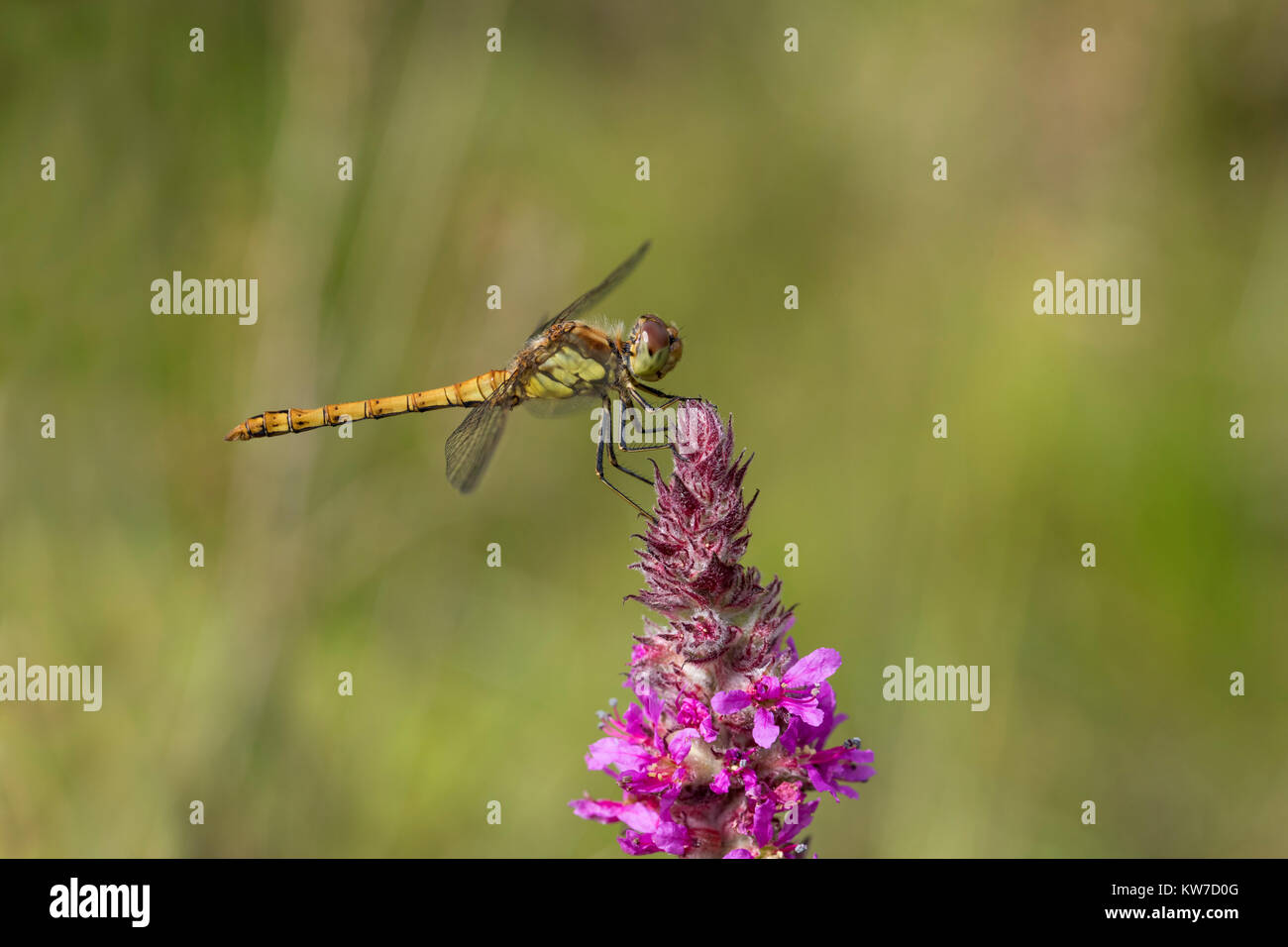Keeled Skimmer; Orthetrum coerulescens Single Female on Purple ...