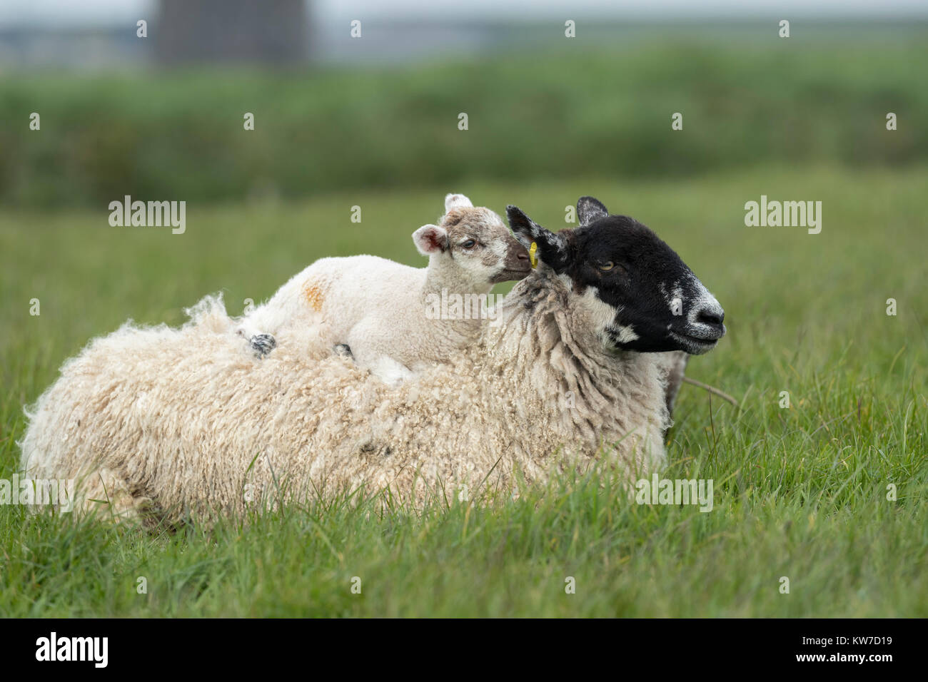 Lamb Lying High Resolution Stock Photography and Images - Alamy