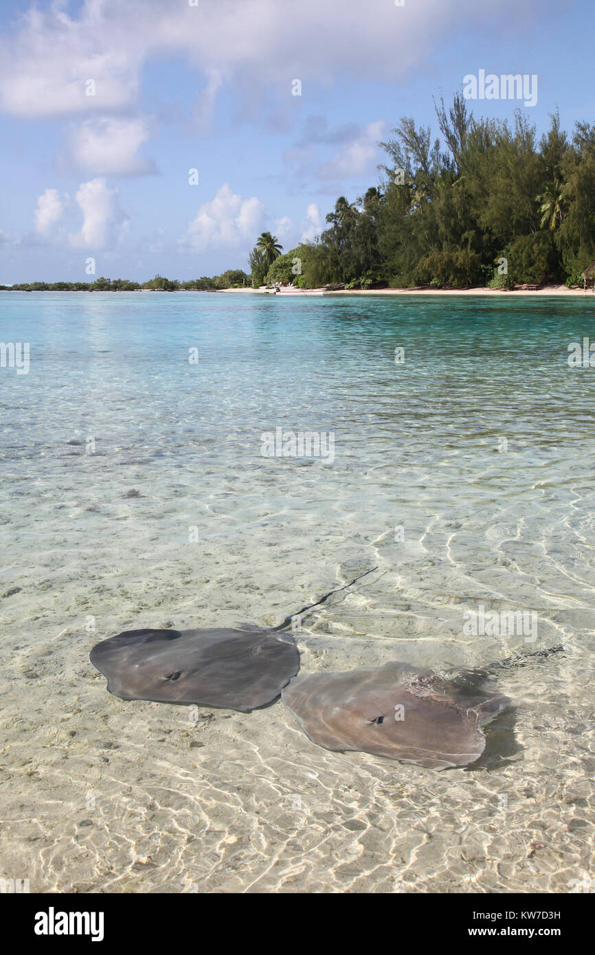 Sting ray beach hi-res stock photography and images - Alamy