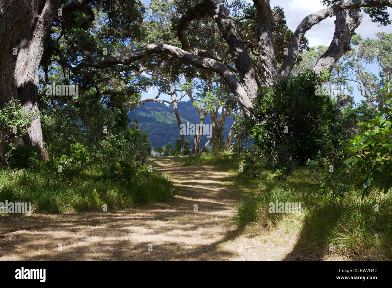 Scenic view through path surrounded by arch of trees Stock Photo - Alamy