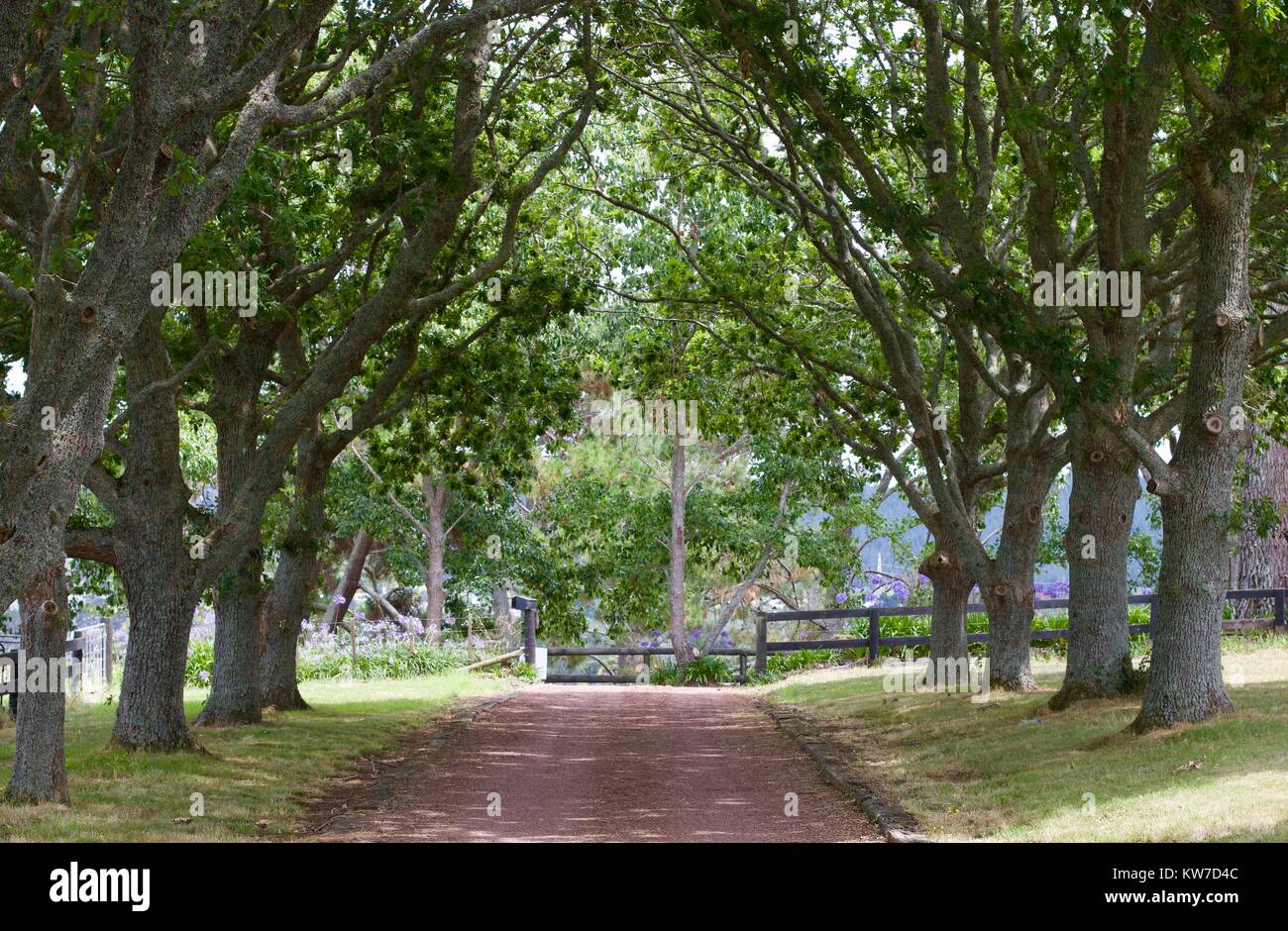 Oak Tree Avenue over path and gate Stock Photo - Alamy