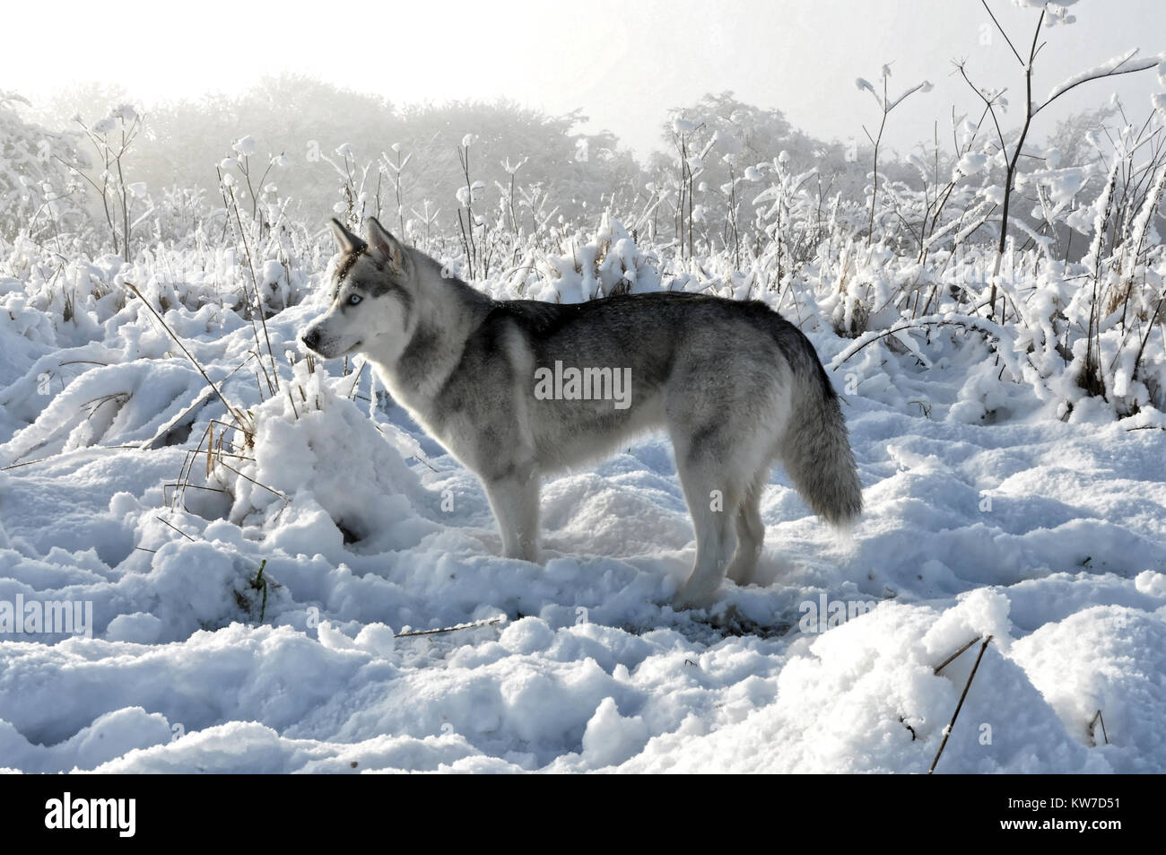 White And Silver Wolf