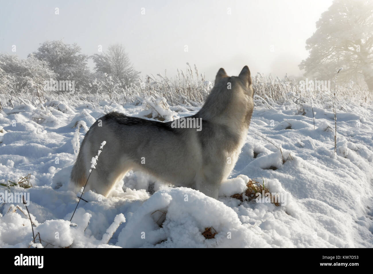 alone silver wolf husky snow winter Stock Photo - Alamy