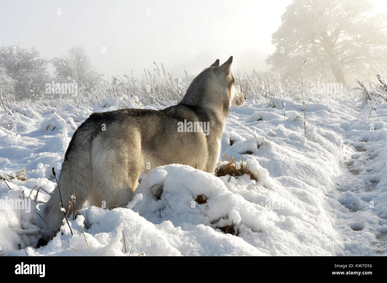 Silver wolf hi-res stock photography and images - Alamy
