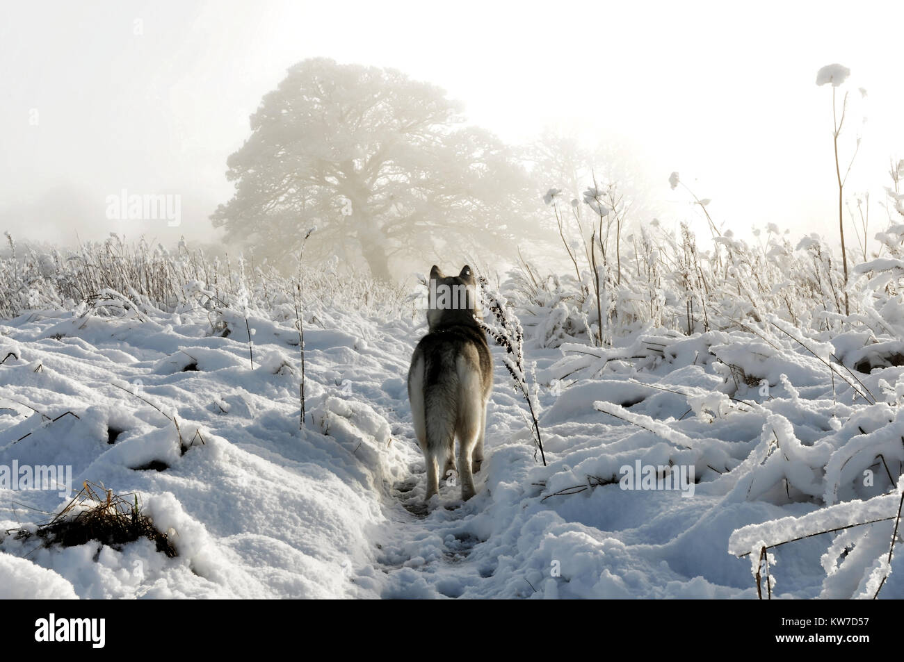 alone silver wolf husky snow winter Stock Photo - Alamy