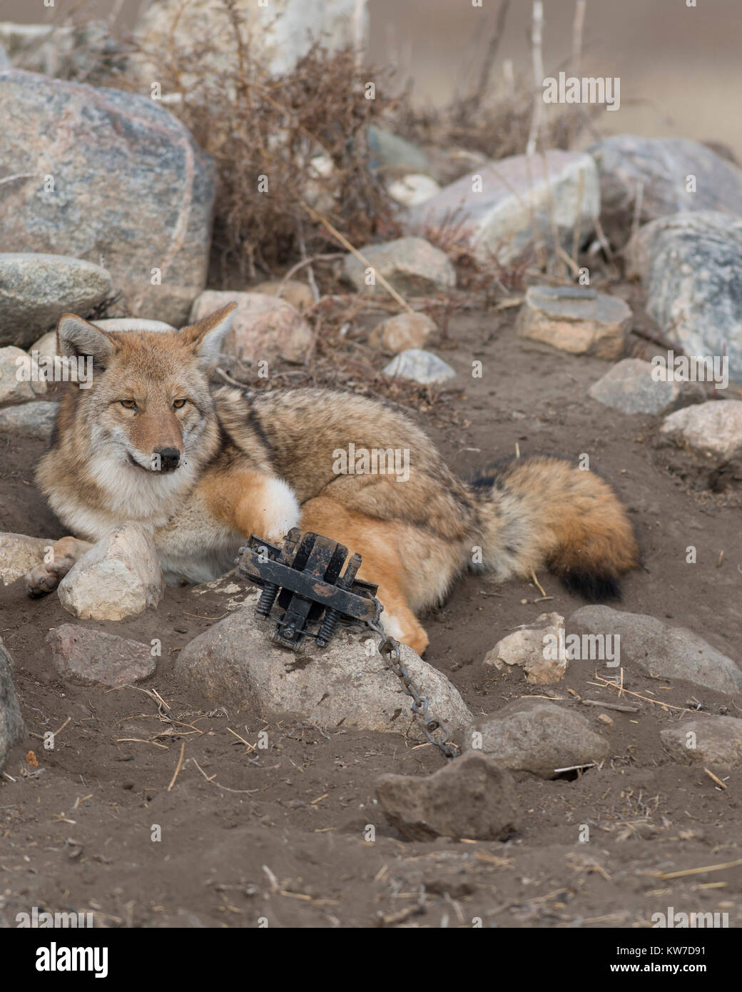 Fur Trapping Stock Photos & Fur Trapping Stock Images - Alamy