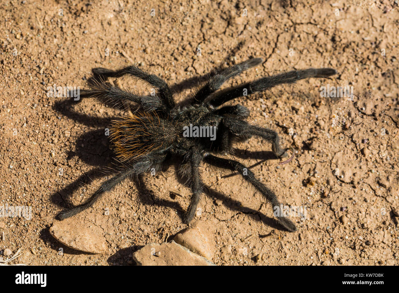 Aphonopelma marxi hi-res stock photography and images - Alamy