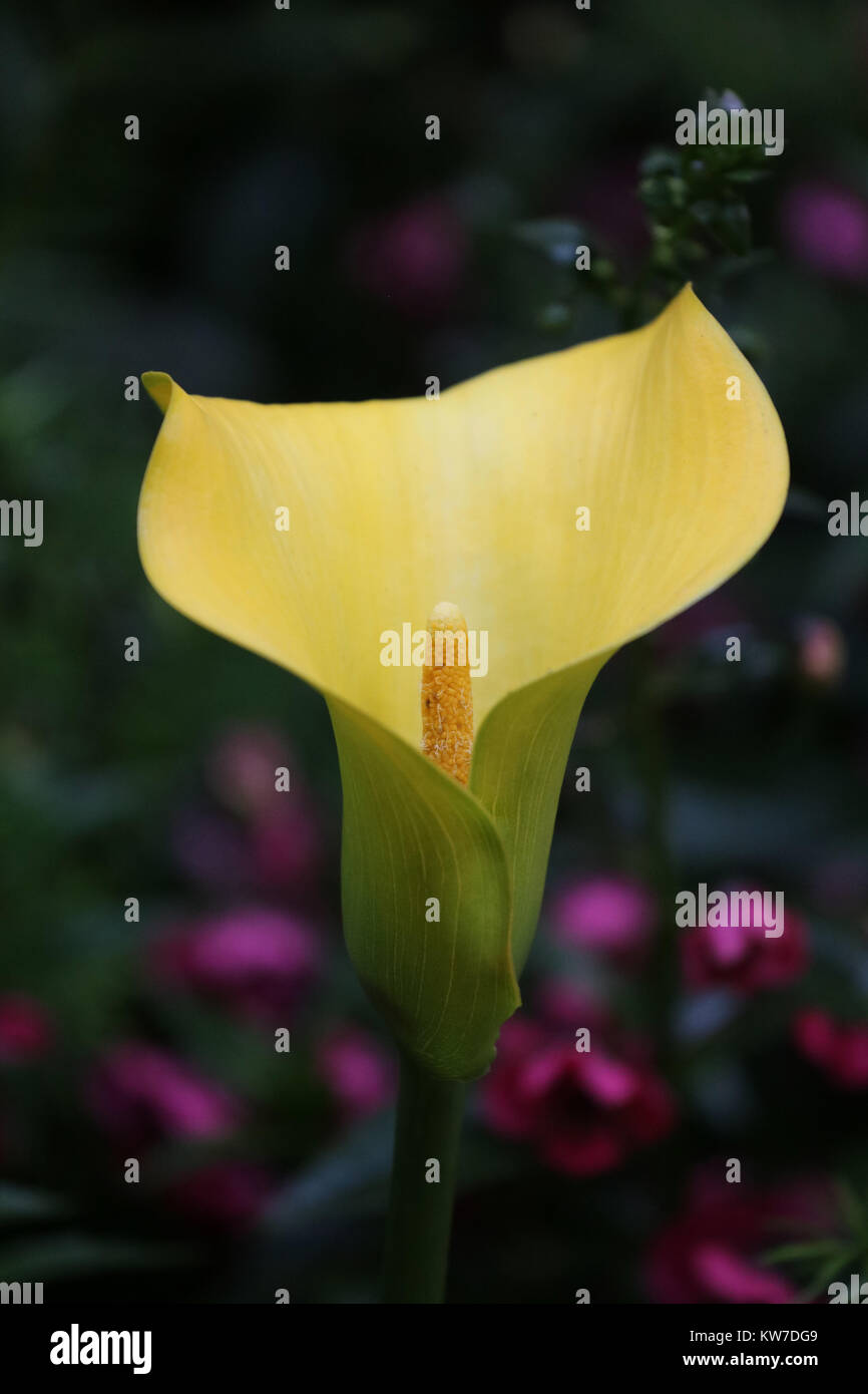 Chicago flower gardens hi-res stock photography and images - Alamy