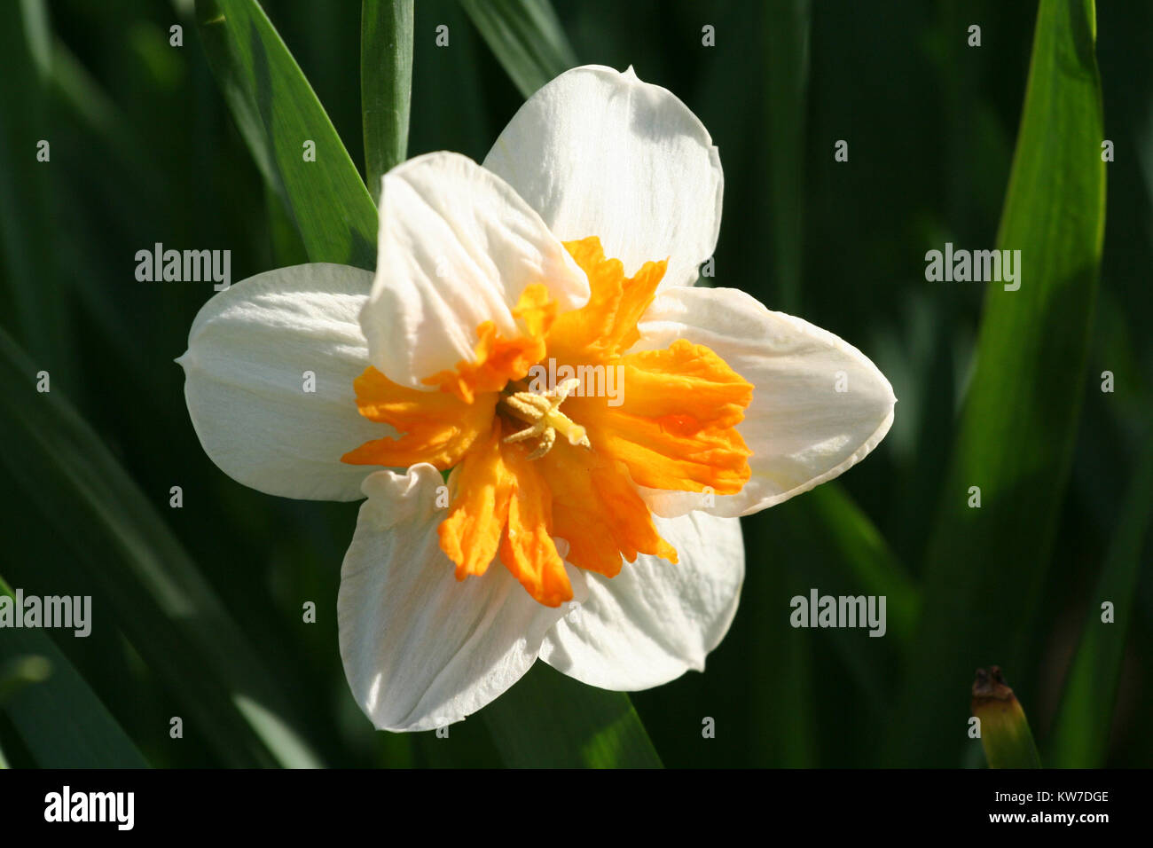 Chicago flower gardens hi-res stock photography and images - Alamy
