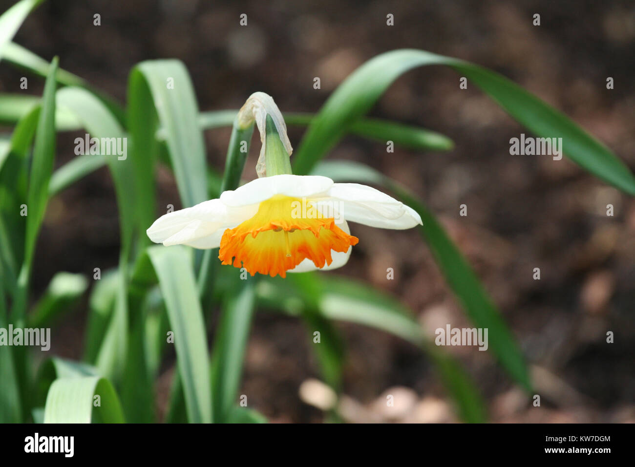 Chicago flower gardens hi-res stock photography and images - Alamy