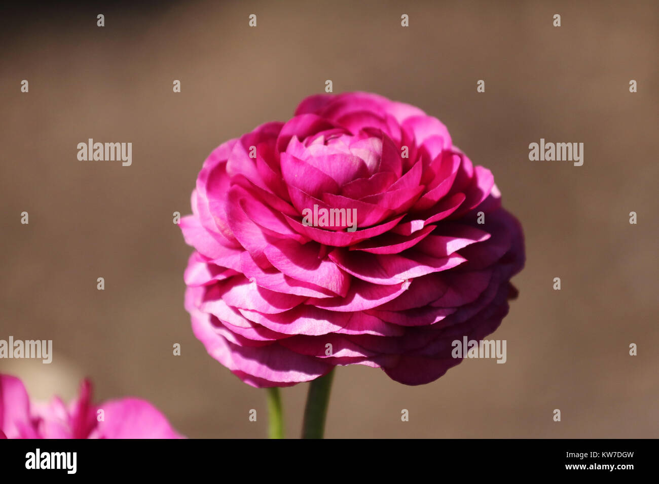 Chicago flower gardens hi-res stock photography and images - Alamy