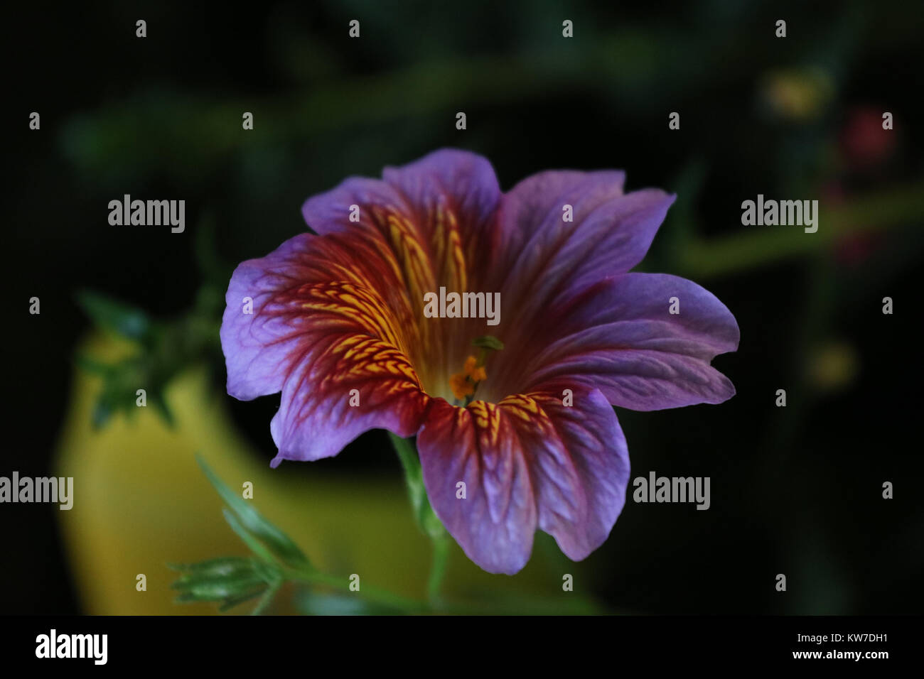 Botanic flowers hi-res stock photography and images - Alamy
