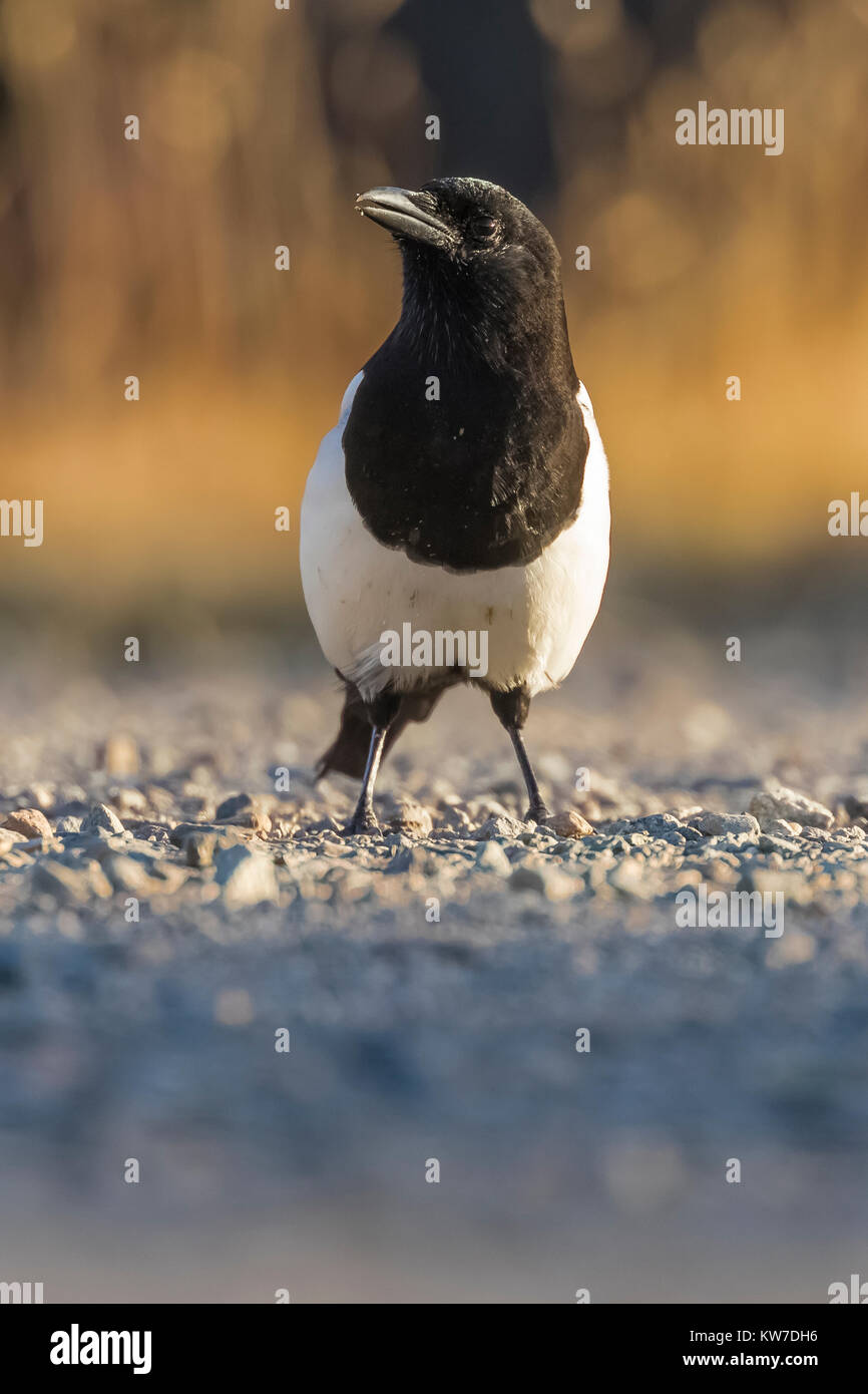 Magpie river hi-res stock photography and images - Alamy