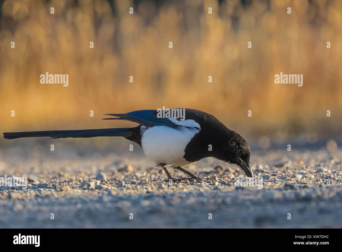 Magpie river hi-res stock photography and images - Alamy