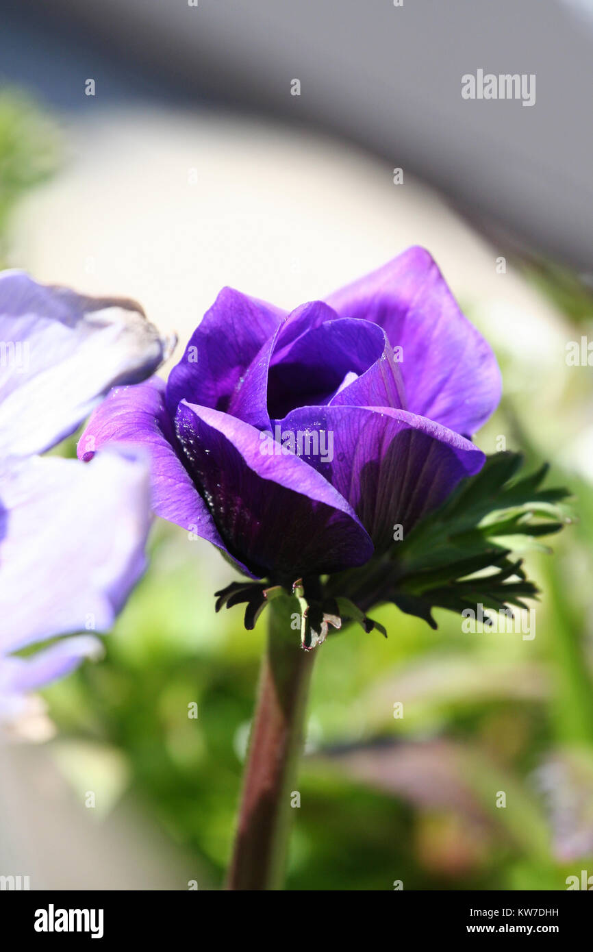 Chicago flower gardens hi-res stock photography and images - Alamy
