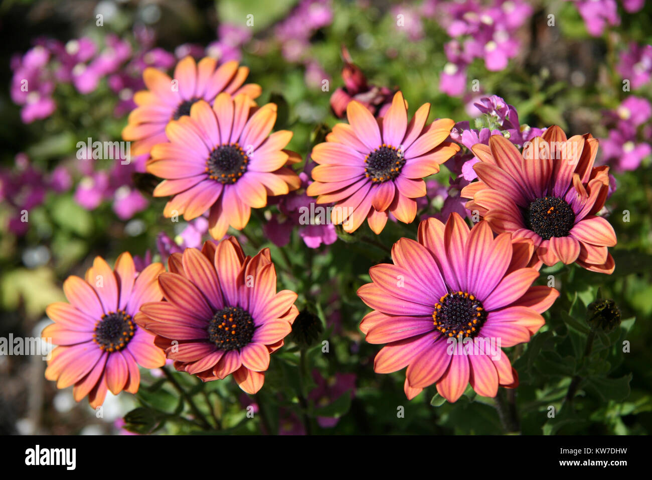 Beautiful flower in Chicago Botanic Gardens Stock Photo - Alamy