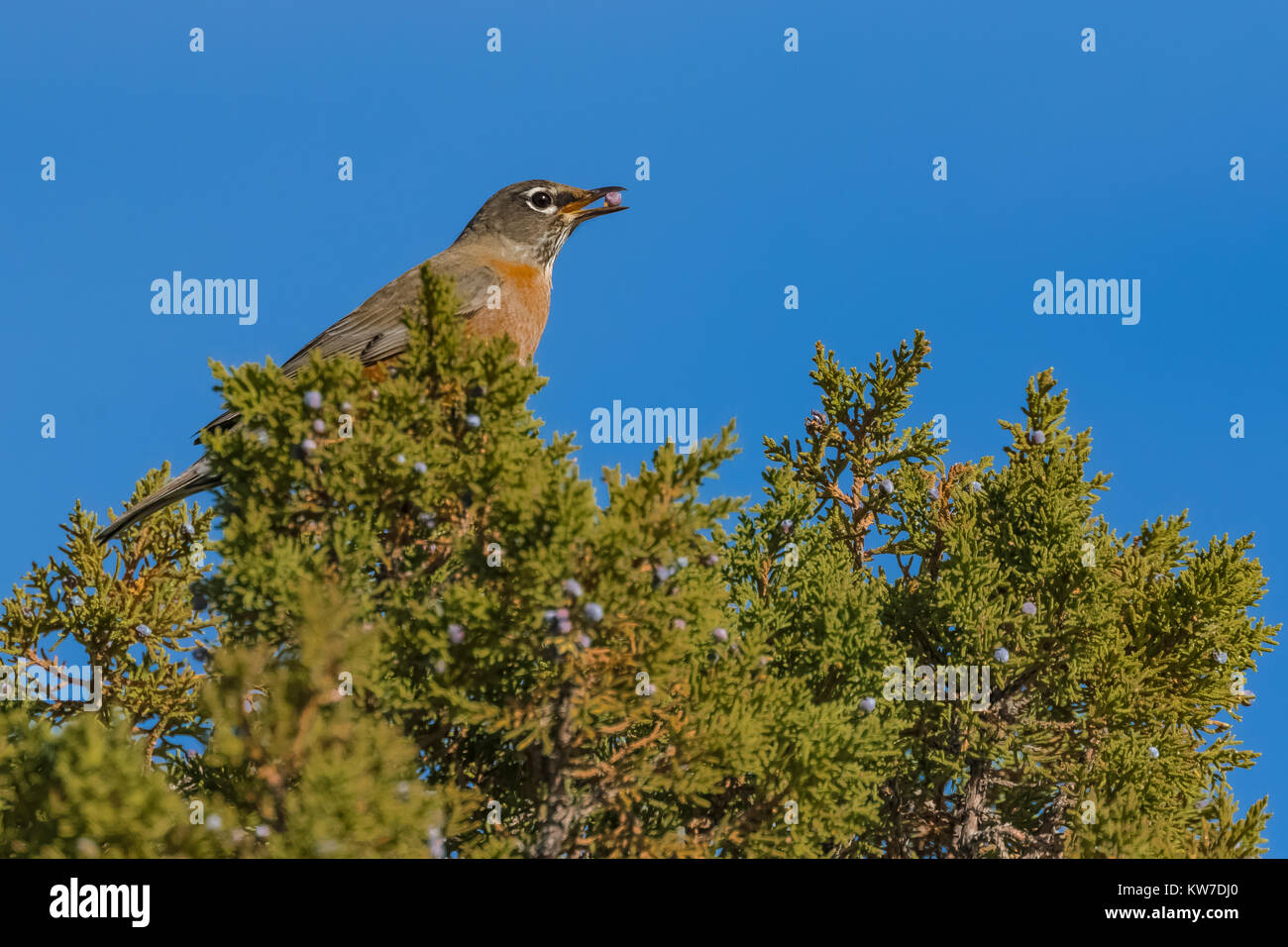 American Robin, Turdus migratorius, stopping during fall migration to ...