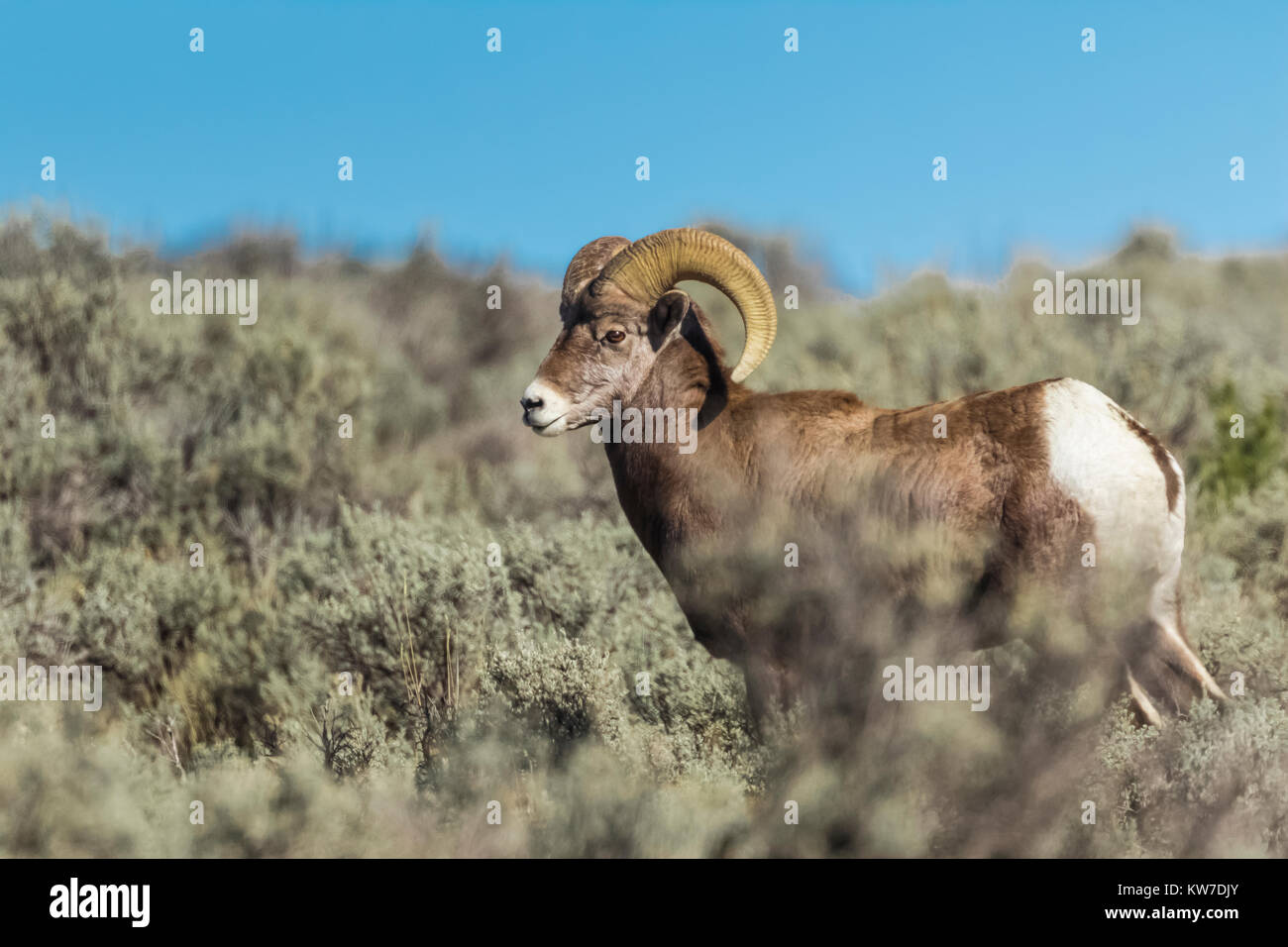 Ovis canadensis nelsoni hi-res stock photography and images - Alamy