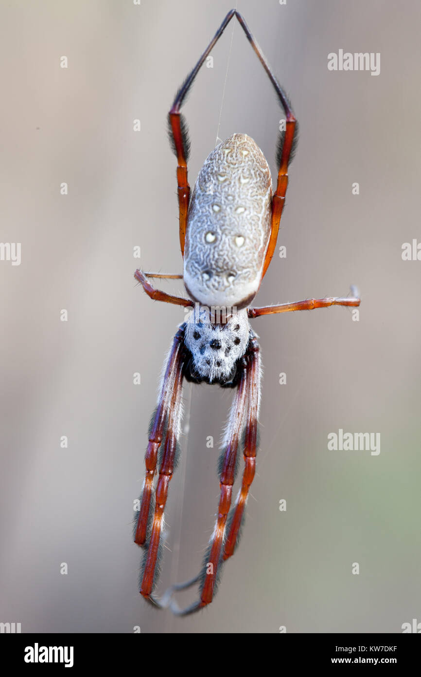 Australian golden orb weaver nephila edulis hi-res stock photography ...