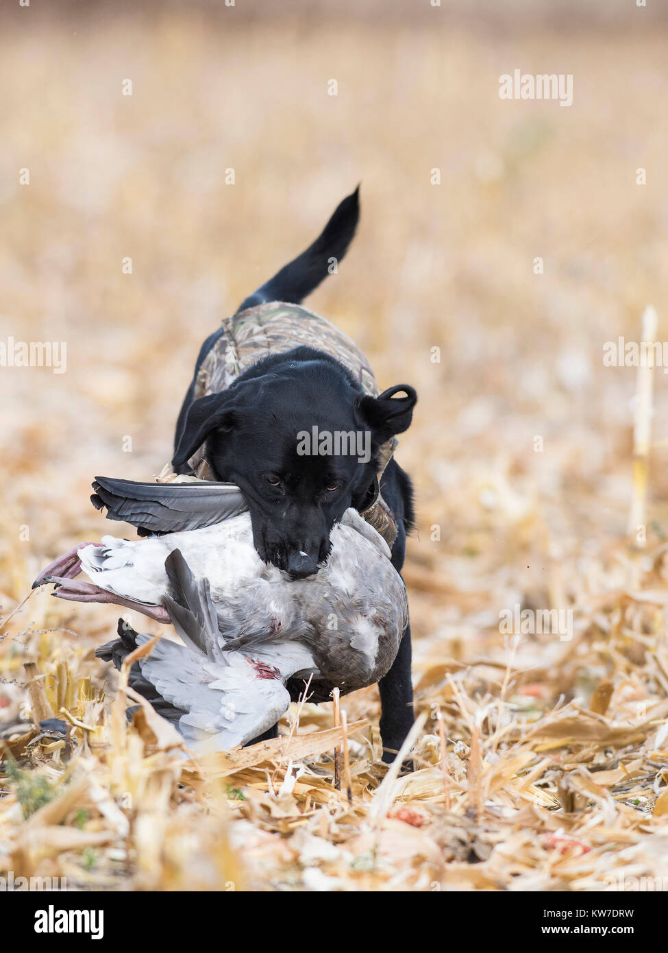 A Black Labrador Retriever with Lesser Snow Geese in North Dakota Stock ...