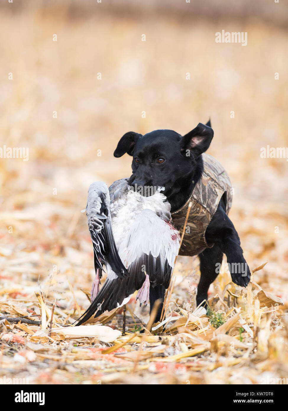 A Black Labrador Retriever with Lesser Snow Geese in North Dakota Stock ...