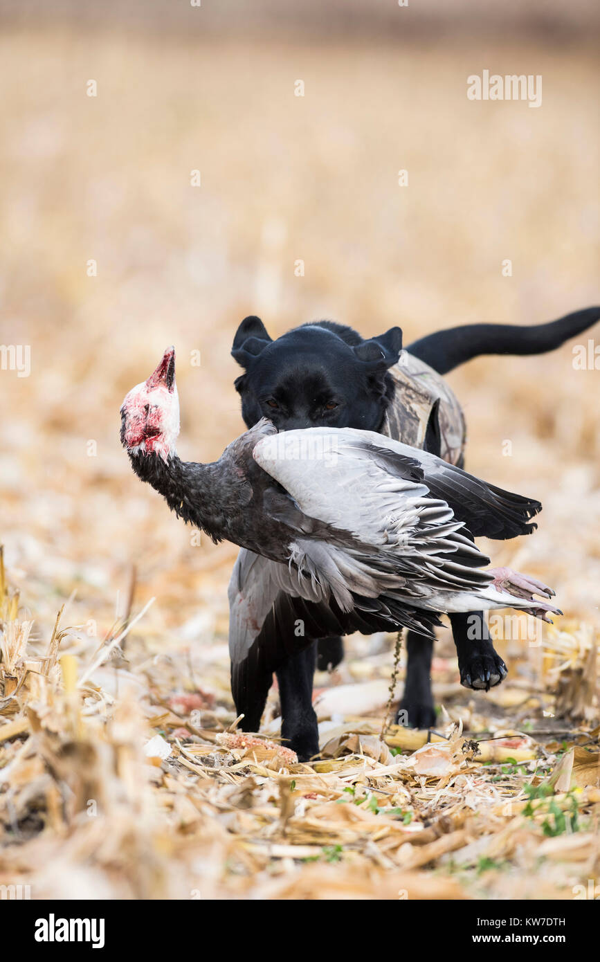 A Black Labrador Retriever with Lesser Snow Geese in North Dakota Stock ...