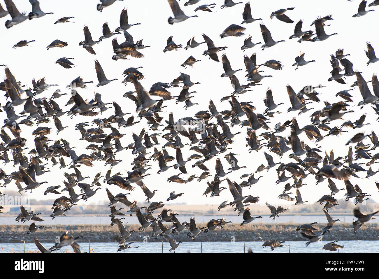 Flush geese hi-res stock photography and images - Alamy
