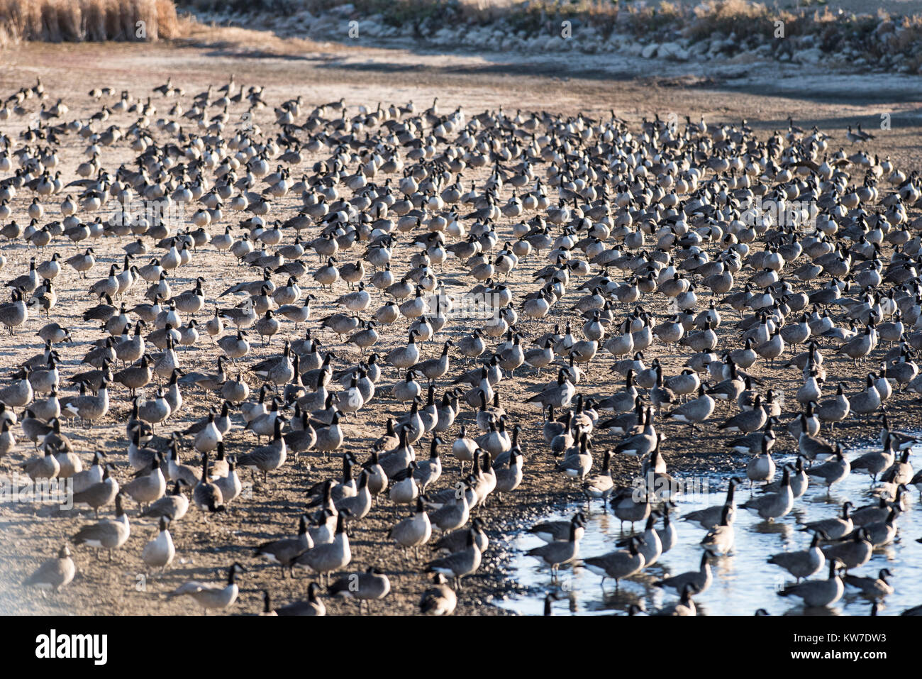 A flock of Canada Geese in flight in North Dakota Stock Photo - Alamy