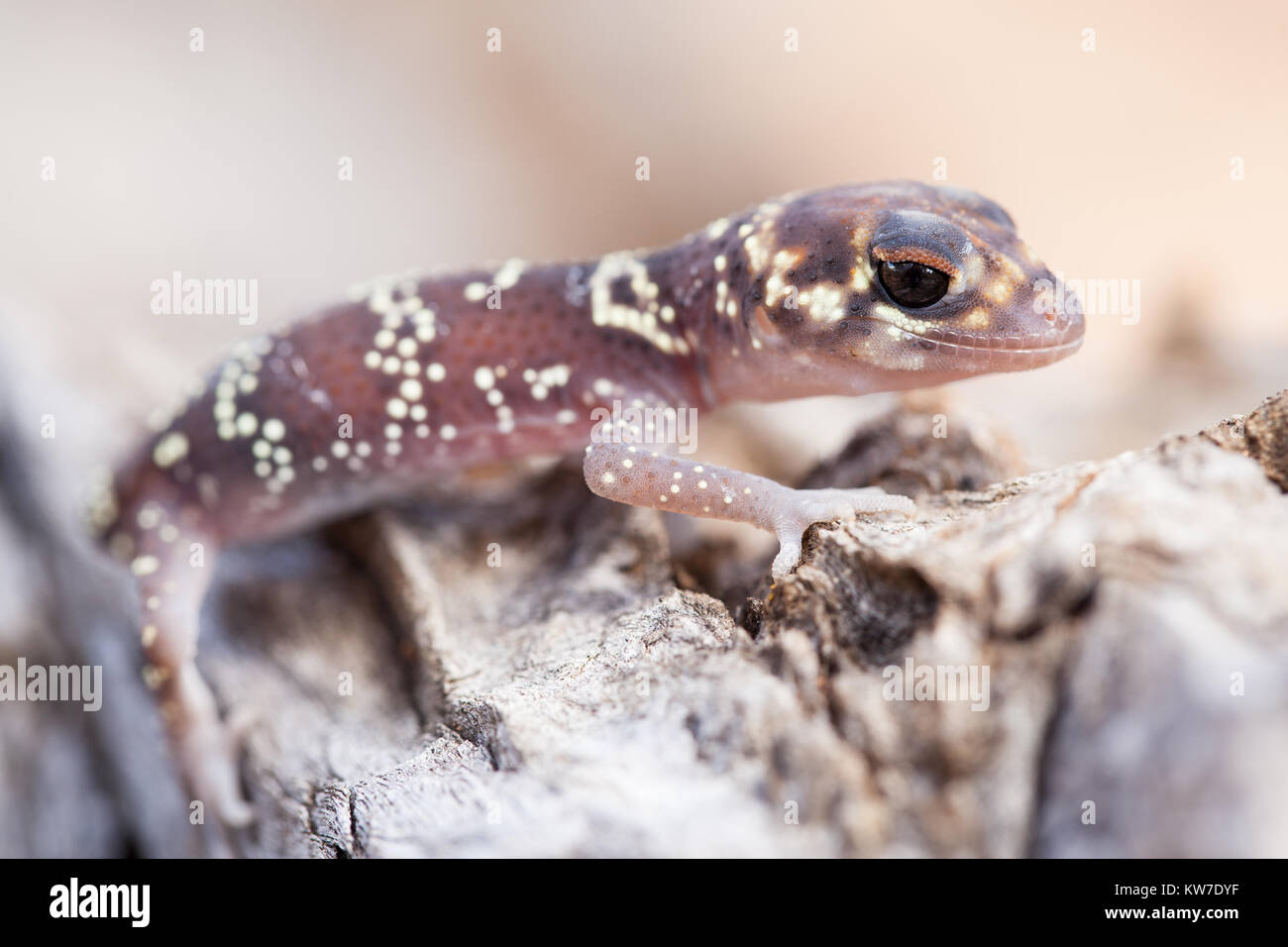 Barking Gecko (Underwoodisaurus milii). Entwood Sanctuary. Sandleton ...