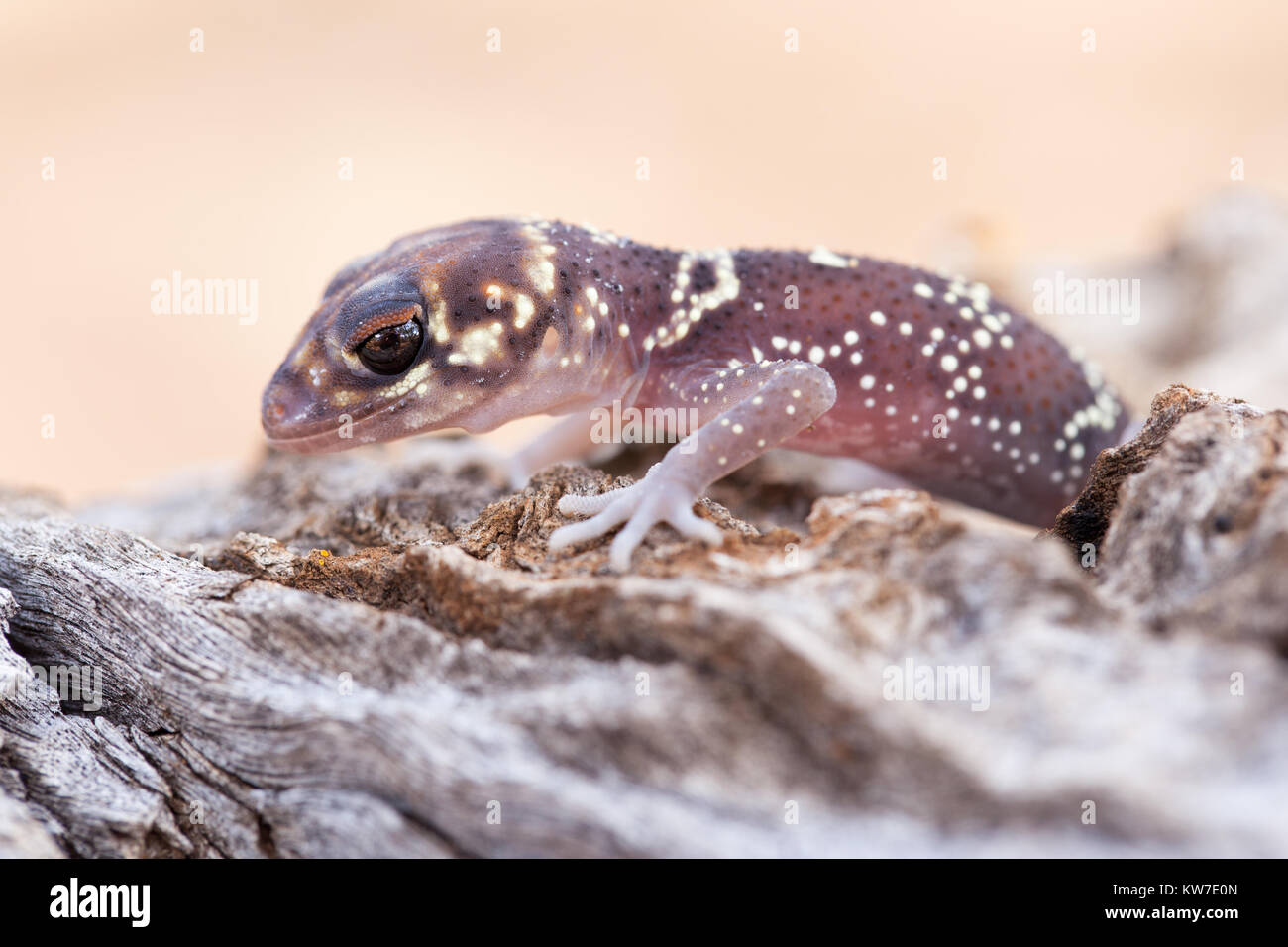 Barking Gecko (Underwoodisaurus milii). Entwood Sanctuary. Sandleton ...