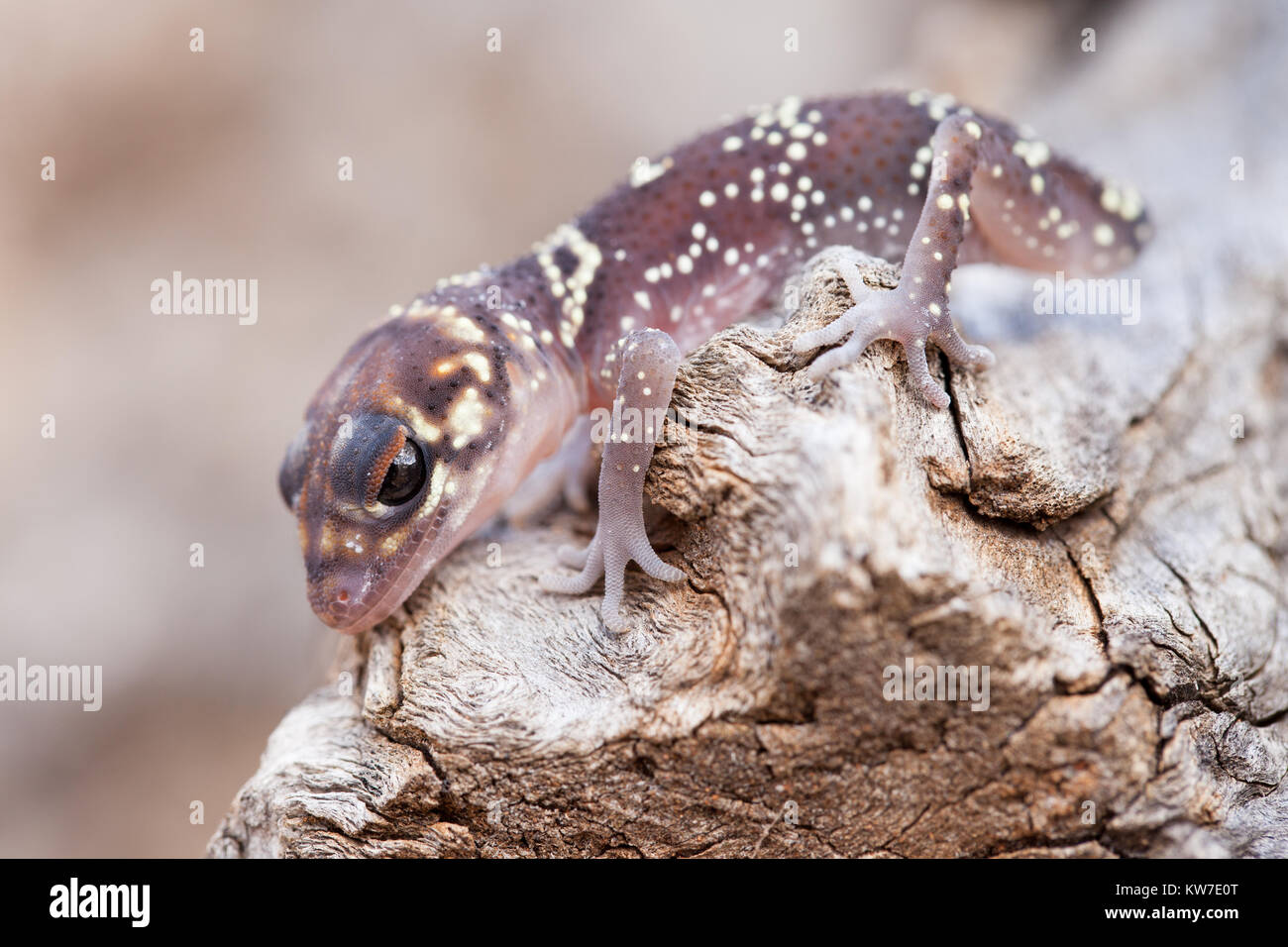 Barking Gecko (Underwoodisaurus milii). Entwood Sanctuary. Sandleton ...