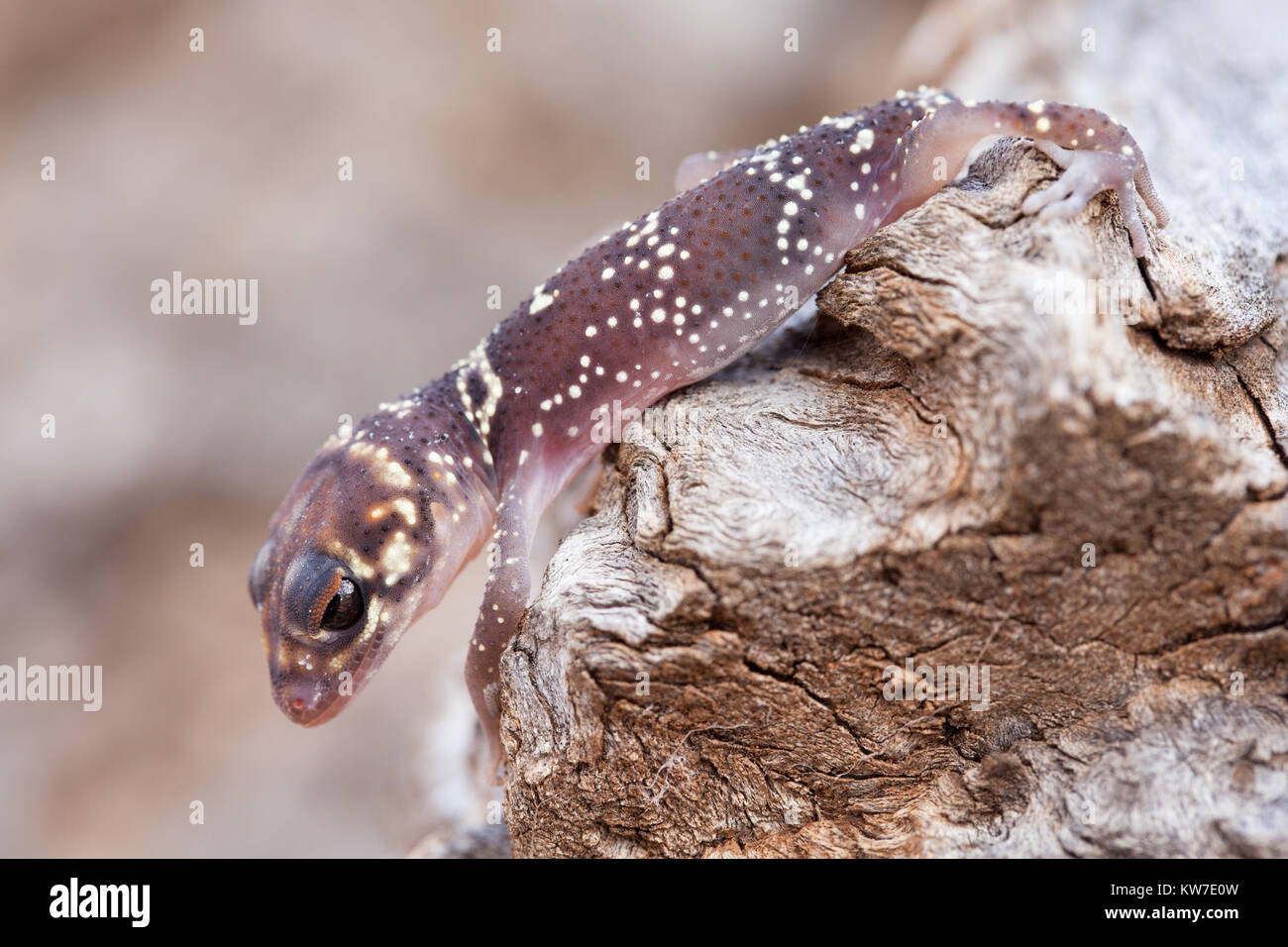 Barking Gecko (Underwoodisaurus milii). Entwood Sanctuary. Sandleton ...