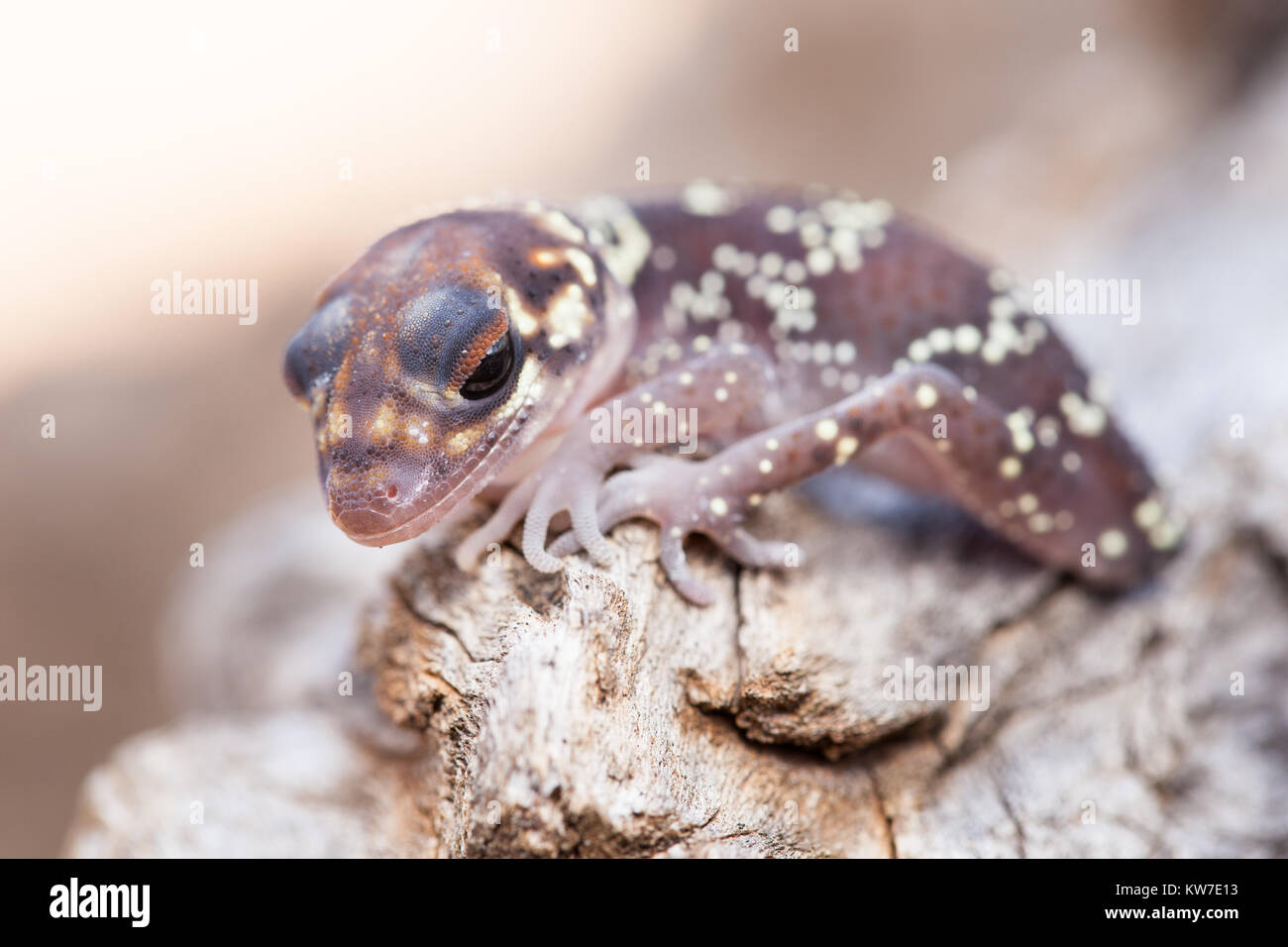 Barking Gecko (Underwoodisaurus milii). Entwood Sanctuary. Sandleton ...