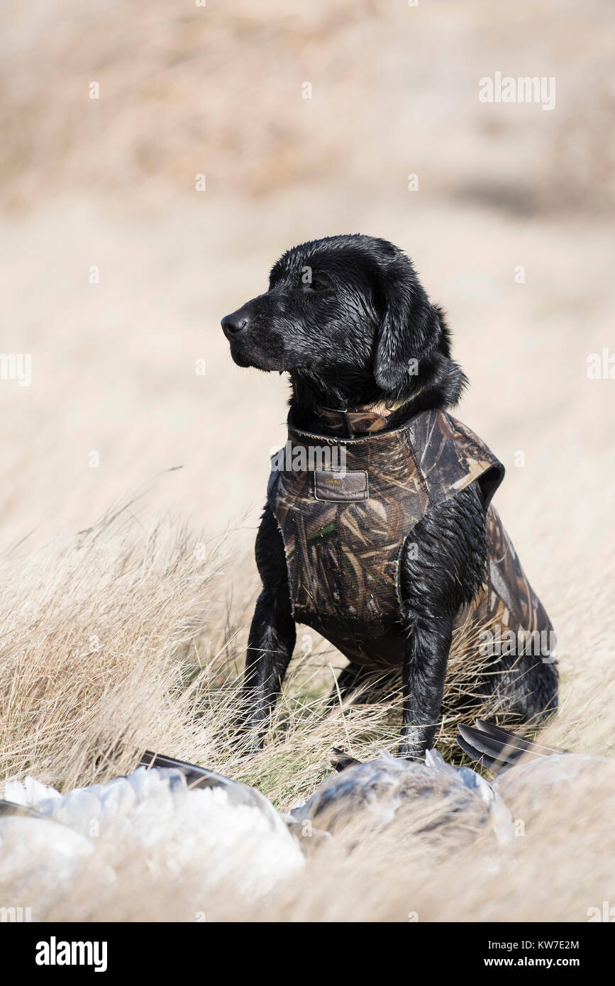 A Black Labrador Retriever with Lesser Snow Geese in North Dakota Stock ...