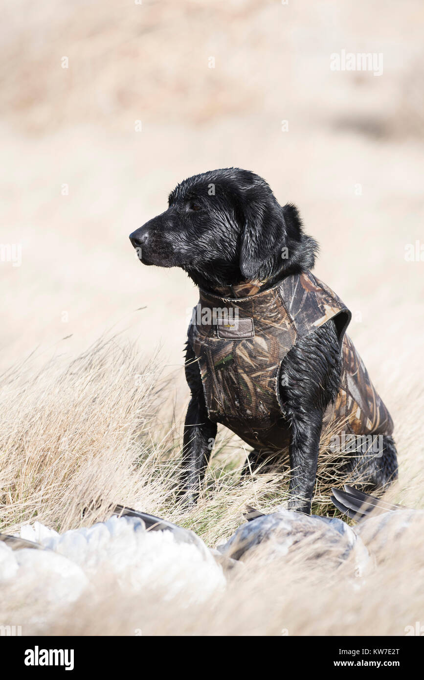 A Black Labrador Retriever with Lesser Snow Geese in North Dakota Stock ...