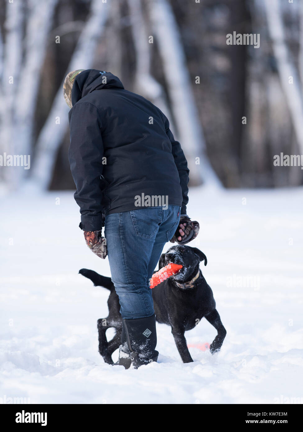 Black lab playing fetch hi-res stock photography and images - Alamy