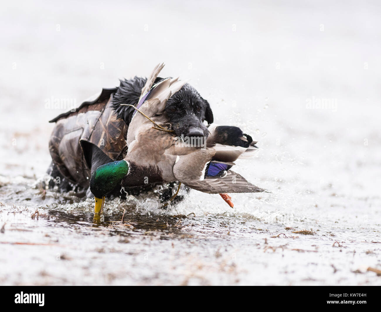 A Black Labrador Retriever with a Mallard Duck in North Dakota Stock ...